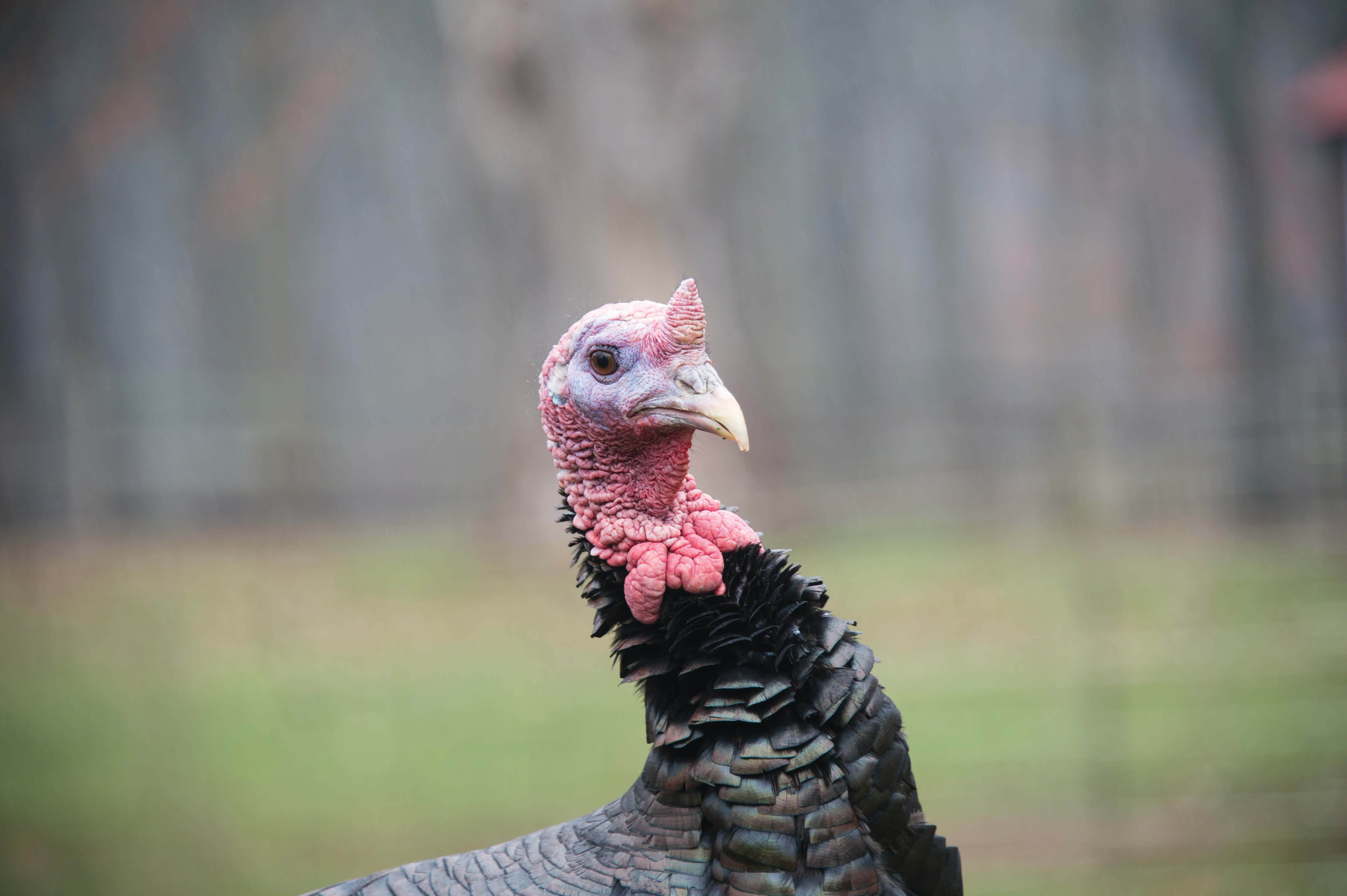 Turkey « International Vegan Association